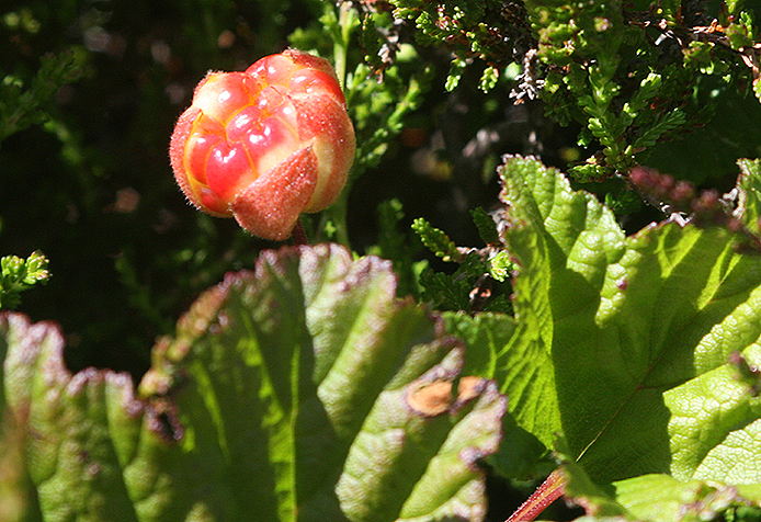 Multer og sommerfugl