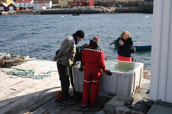 Tok kveite med hendene